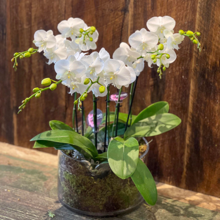 Flos Florum